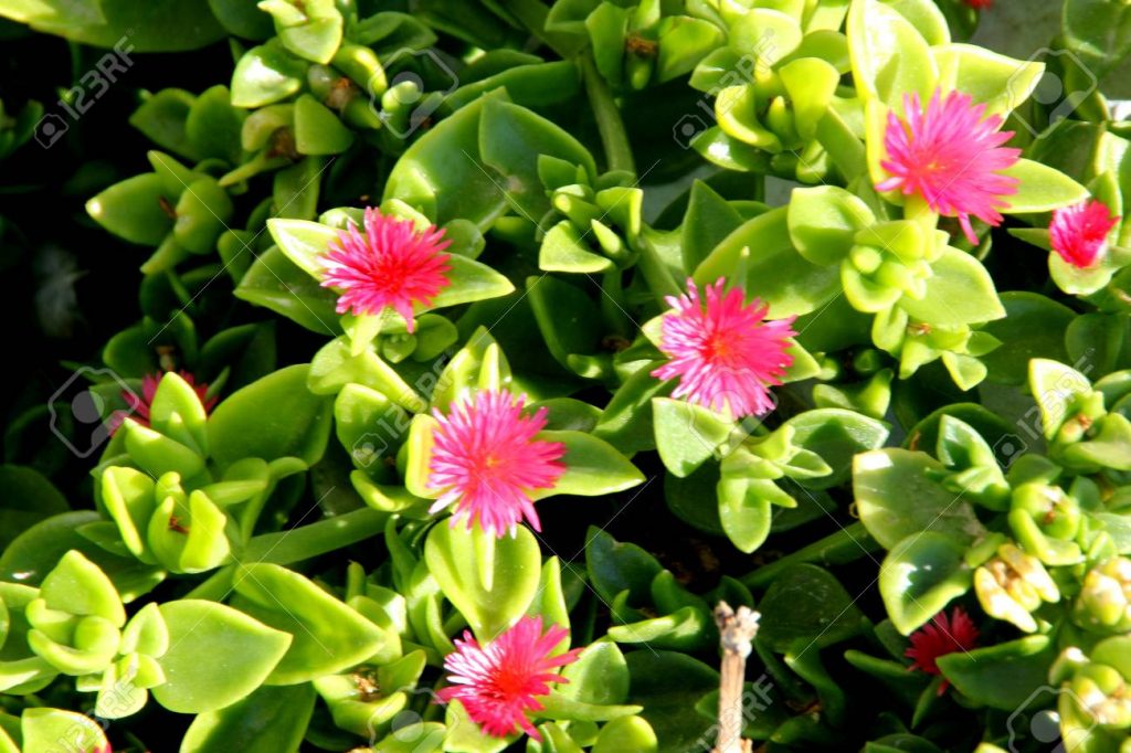 BABY SUN ROSE - EZMakaan