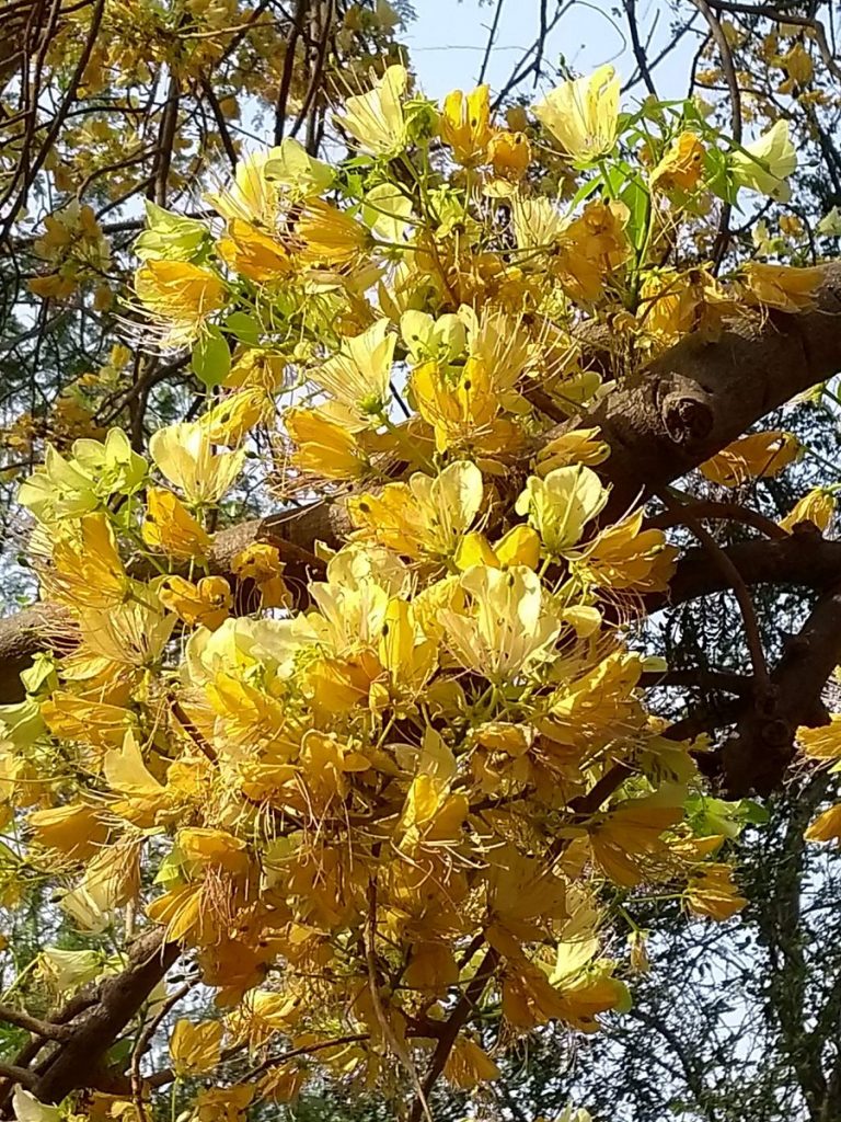 BARNA TREE - EZMakaan