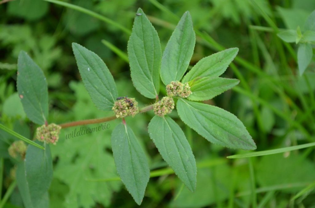 Nanthera Green Plant - EZMakaan